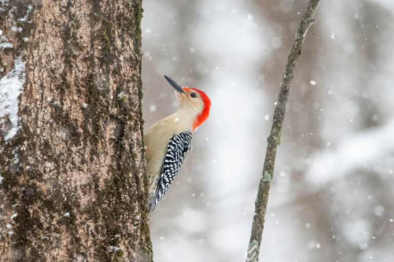 Woodpecker Symbolism: What Do They Represent? (9 Signs & Interpretations)