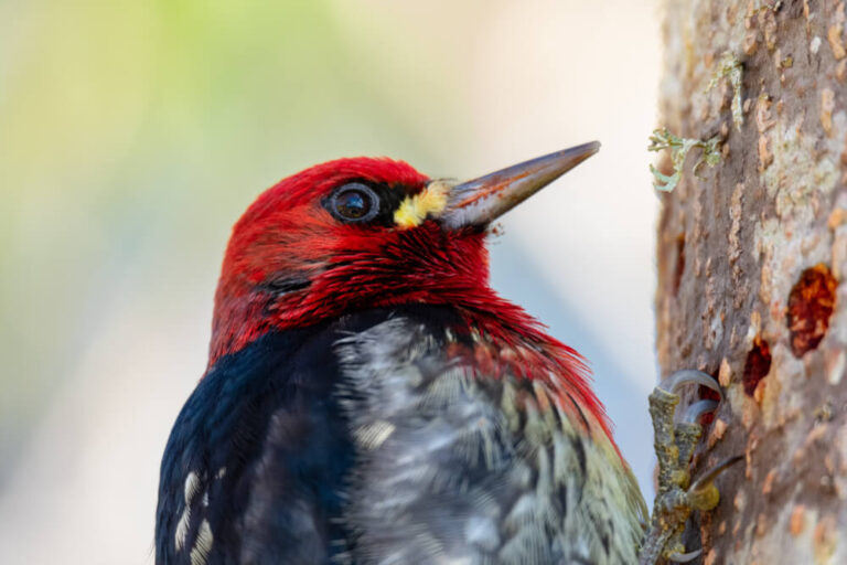12 Interesting Facts About The Red-Breasted Sapsucker