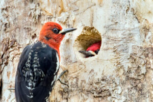 12 Interesting Facts About The Red-Breasted Sapsucker