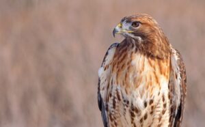 10 Interesting Facts About Red-Tailed Hawks