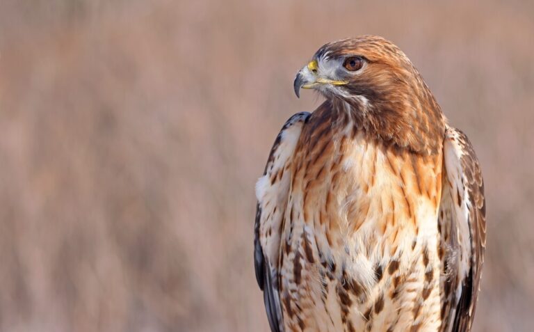 10 Interesting Facts About Red-Tailed Hawks