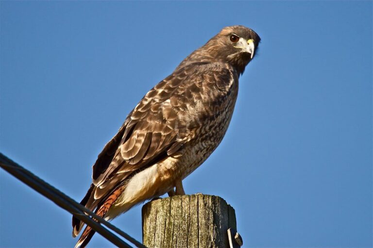 10 Interesting Facts About Red-Tailed Hawks
