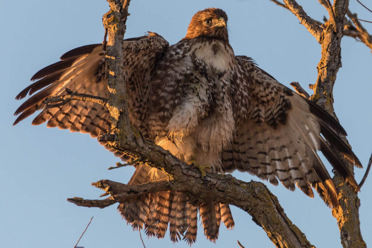 10 Interesting Facts About Red-Tailed Hawks