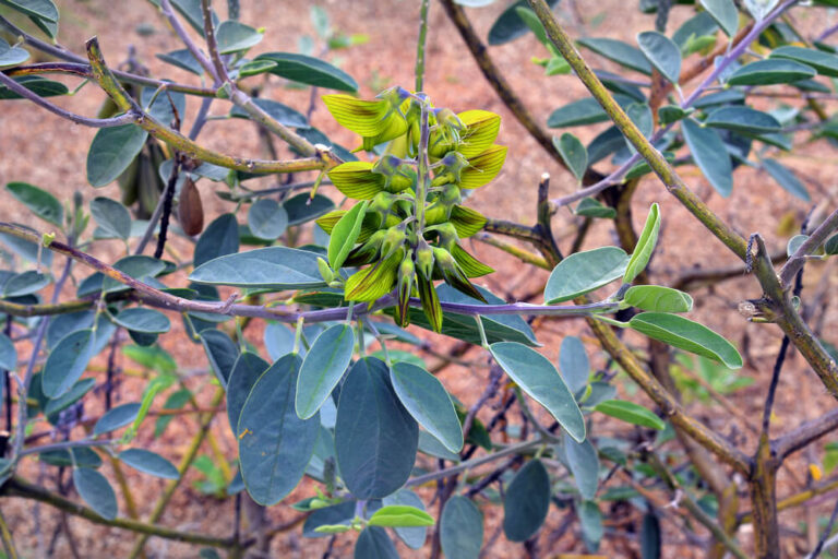 22 Gorgeous Flowers That Look Like Birds (With Pictures)