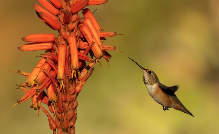 11 Intriguing Facts About The Rufous Hummingbird