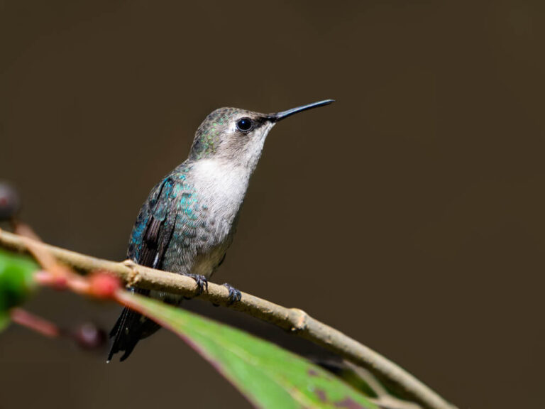 21 Incredible Facts About Bee Hummingbirds (With Pictures)