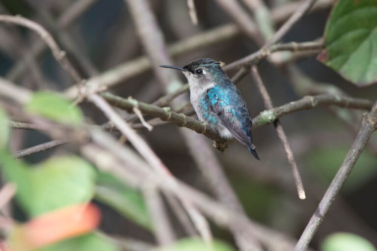 21 Incredible Facts About Bee Hummingbirds (With Pictures)