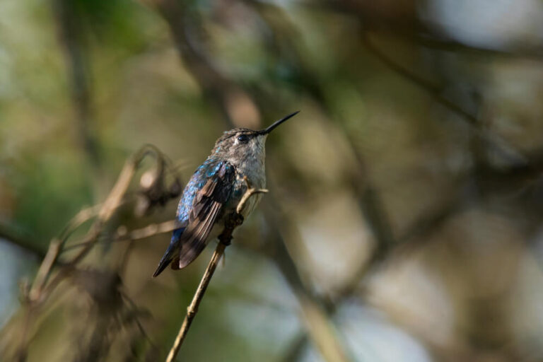 21 Incredible Facts About Bee Hummingbirds (With Pictures)
