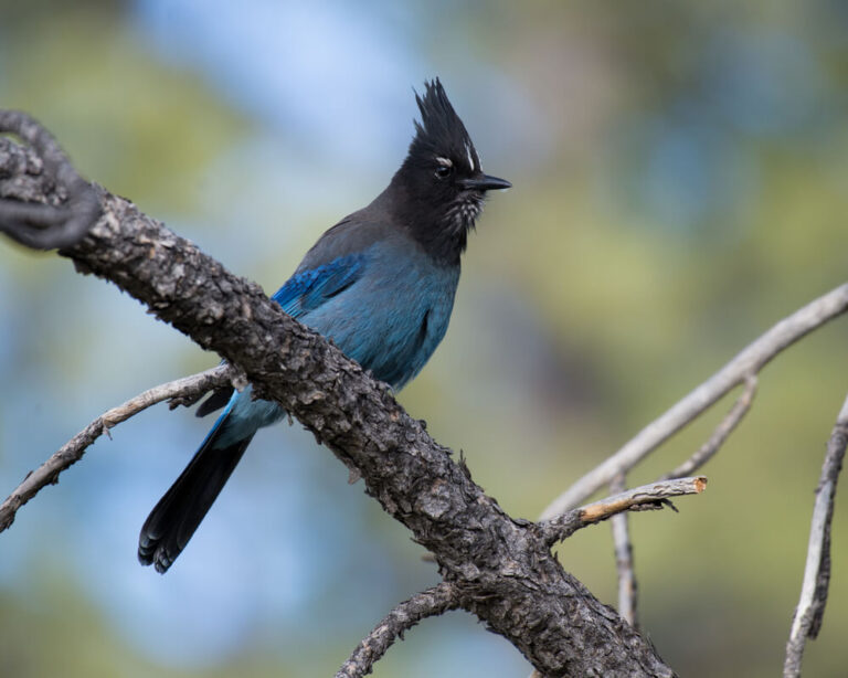 21 Birds Similar To Blue Jays - BirdChronicle.com