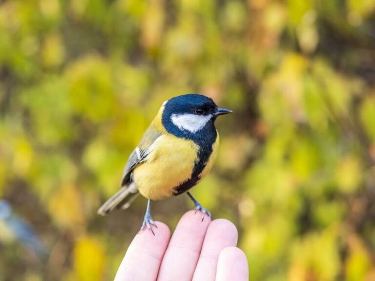 How To Get Wild Birds To Trust You: A 5-Step Guide