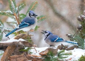 Blue Jay Symbolism: 16 Spiritual Meanings