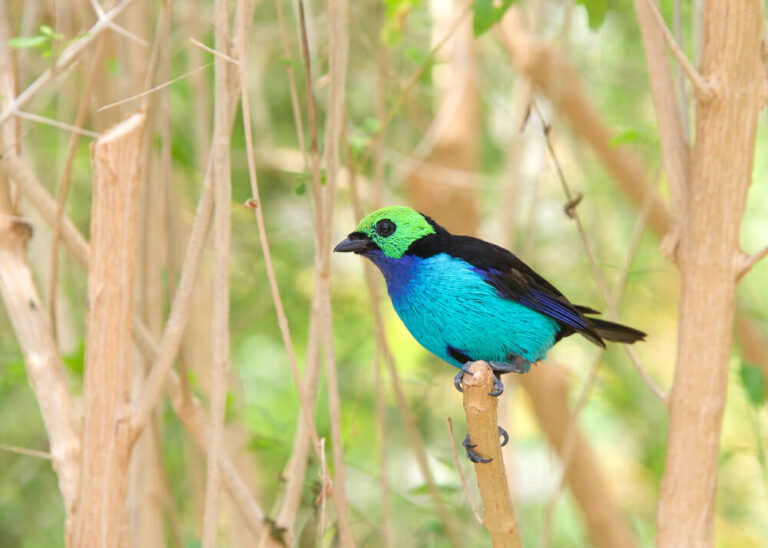 13 Amazing Facts About Paradise Tanagers (With Photos)