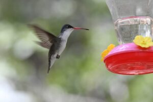 8 Interesting Facts About The Violet-Crowned Hummingbird