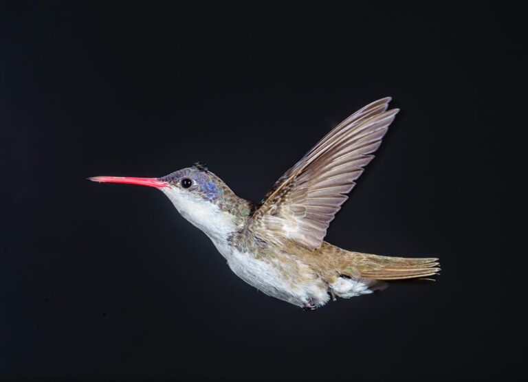 8 Interesting Facts About The Violet-Crowned Hummingbird