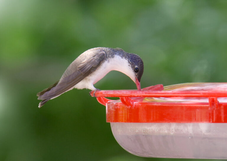 Do Hummingbirds Eat Mosquitoes? (Answered)