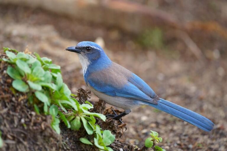 Bluebird Symbolism: 7 Meanings & Representations
