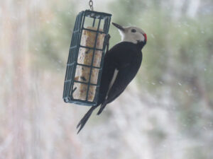 12 Fascinating Facts About The White-Headed Woodpecker