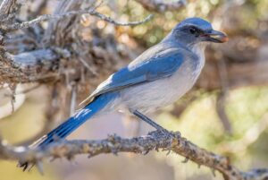 21 Birds Similar To Blue Jays - BirdChronicle.com