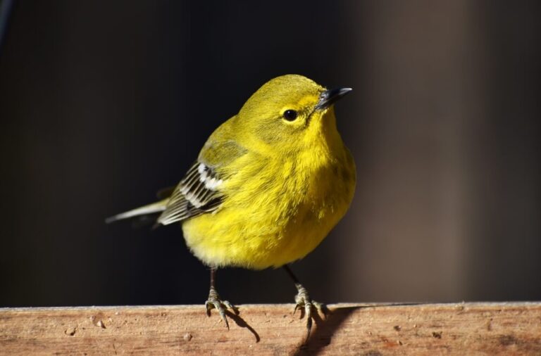 19 Birds Similar To American Goldfinches - BirdChronicle.com