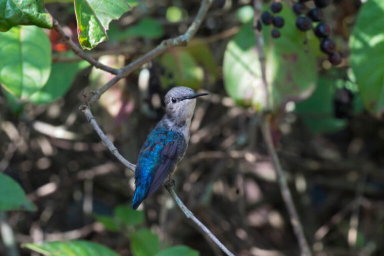 How Big Is A Hummingbird? (Size Comparisons)
