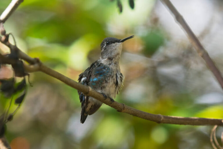 21 Incredible Facts About Bee Hummingbirds (With Pictures)