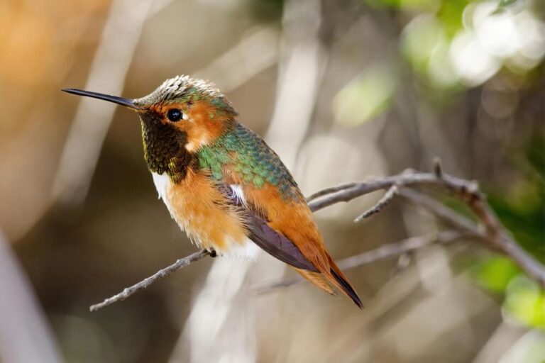 Meet The Allen’s Hummingbird (Facts & Photos)