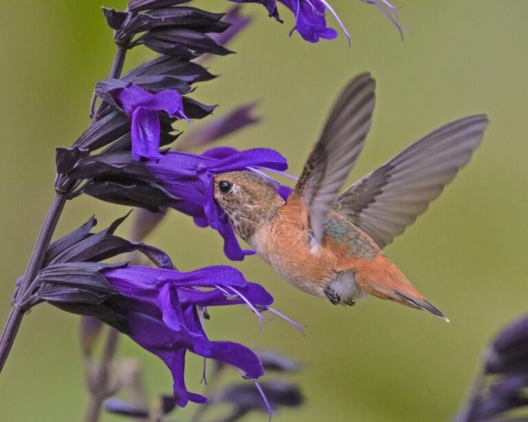 Meet The Allen’s Hummingbird (Facts & Photos)