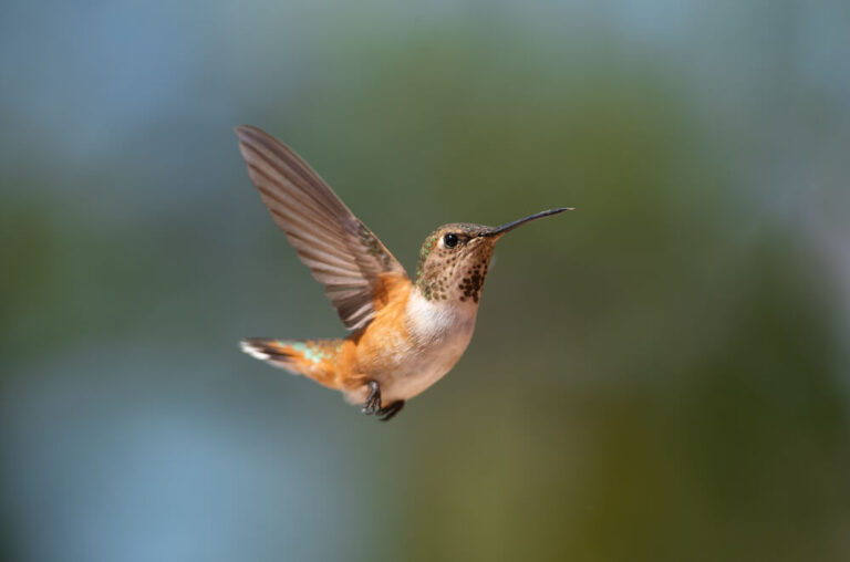 Meet The Allen’s Hummingbird (Facts & Photos)