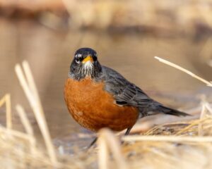 Robin Symbolism: What Do Robins Represent? (9 Different Meanings)
