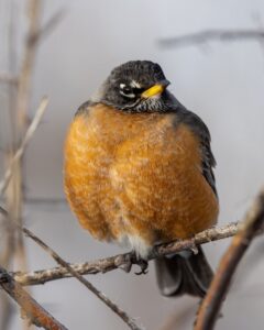 Robin Symbolism: What Do Robins Represent? (9 Different Meanings)