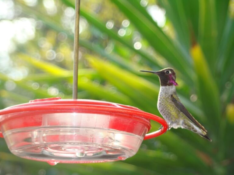 How Do Hummingbirds Find Feeders? (Explained)