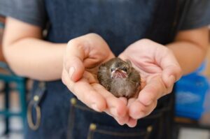 What To Do If You Find A Baby Bird (8 Ways)