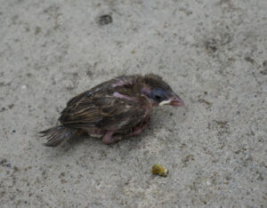 How To Take Care Of Injured Or Abandoned Birds (Dos & Don'ts)