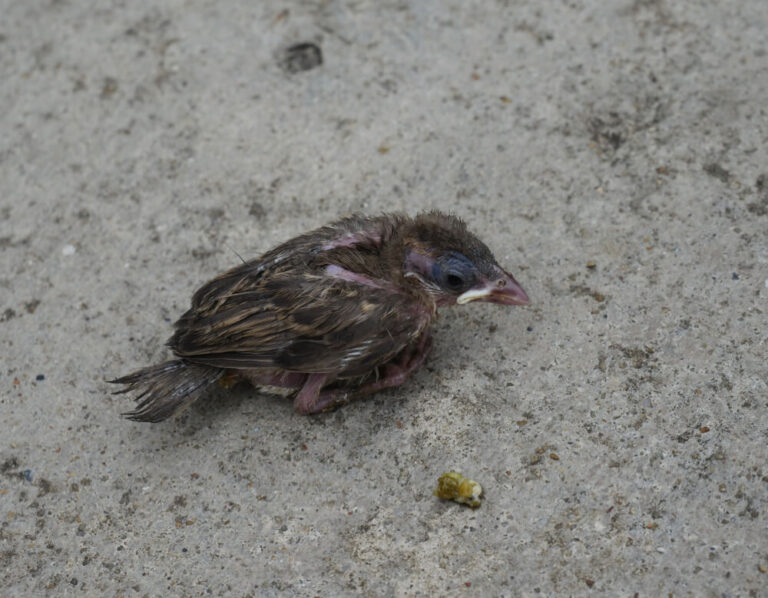 How To Take Care Of Injured Or Abandoned Birds (Dos & Don'ts)