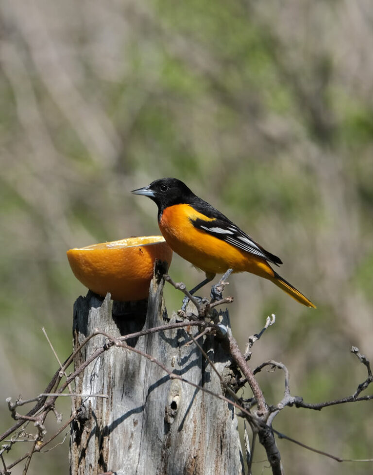 Meet The Baltimore Oriole (Photos & Facts)