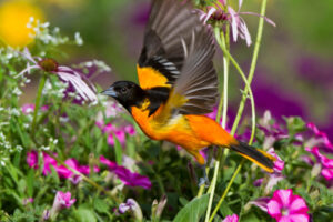Meet The Baltimore Oriole (Photos & Facts)