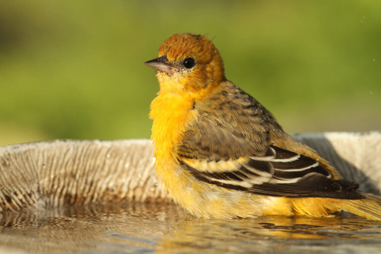Meet The Baltimore Oriole (Photos & Facts)