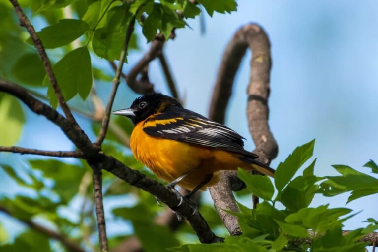 Meet The Baltimore Oriole (Photos & Facts)