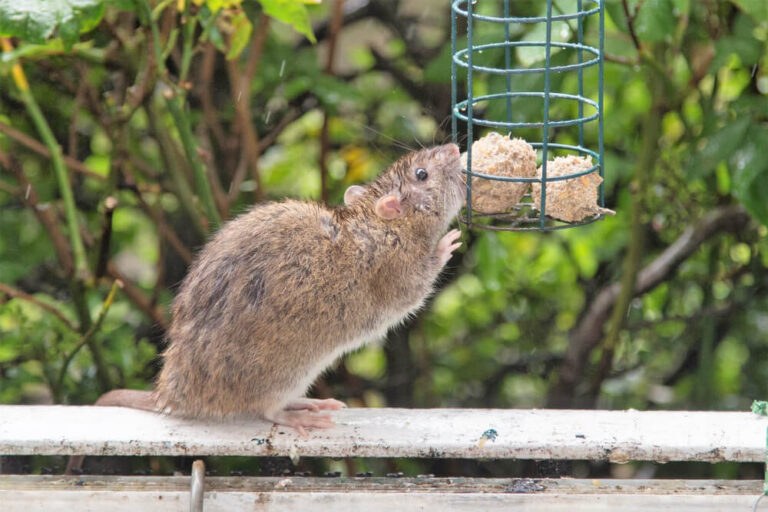 11 Common Bird Feeder Pests (And How To Get Rid Of Them)