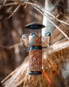 8 Types Of Bird Foods & Which Birds They Will Attract