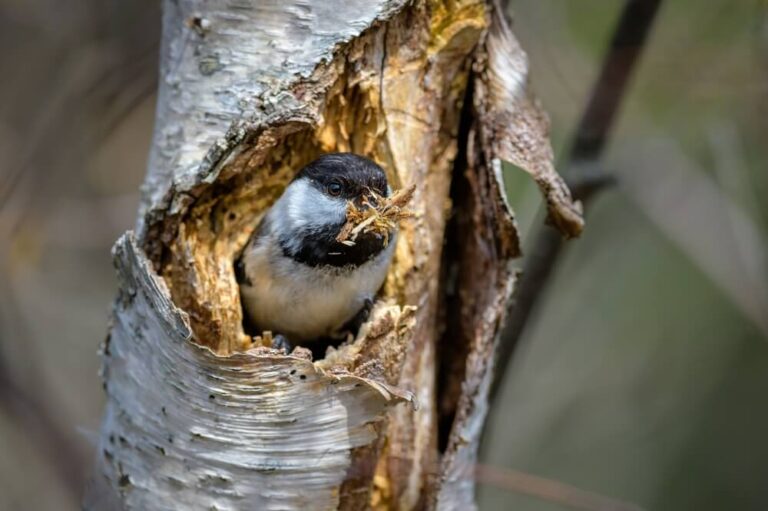 10 Ways To Attract Black-Capped Chickadees To Your Yard