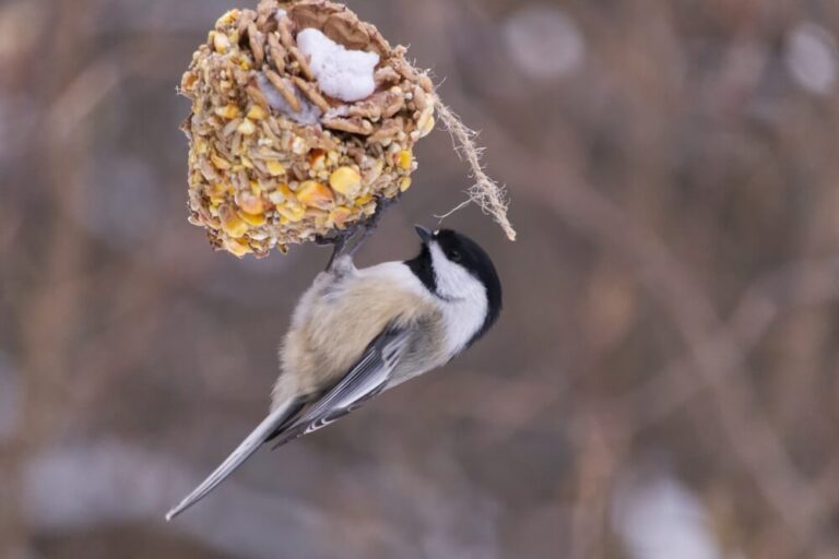 10 Ways To Attract Black-Capped Chickadees To Your Yard