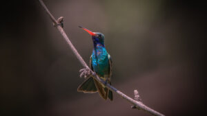 Meet The Broad-Billed Hummingbird (Photos & Facts)