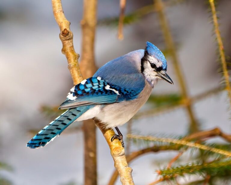 15 Ways To Attract Blue Jays To Your Yard (How-To Guide)
