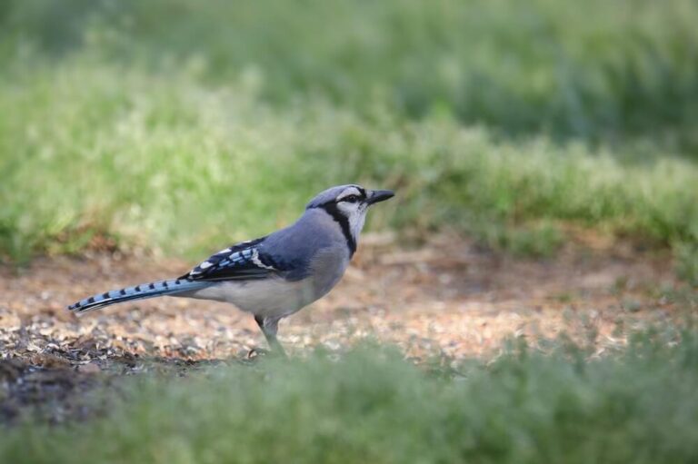 15 Ways To Attract Blue Jays To Your Yard (How-To Guide)