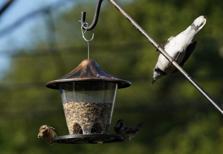 14 Ways To Keep Rats Off Your Bird Feeders