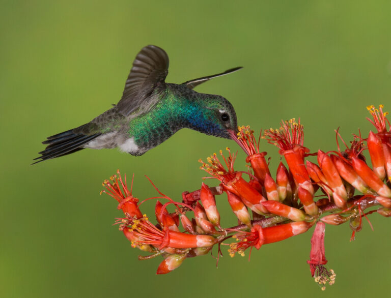 Meet The Broad-Billed Hummingbird (Photos & Facts)