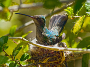 Meet The Broad-Billed Hummingbird (Photos & Facts)