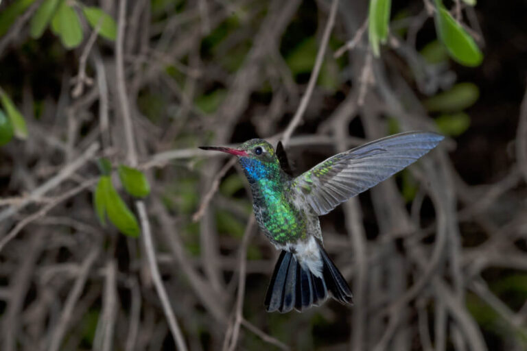 Meet The Broad-Billed Hummingbird (Photos & Facts)