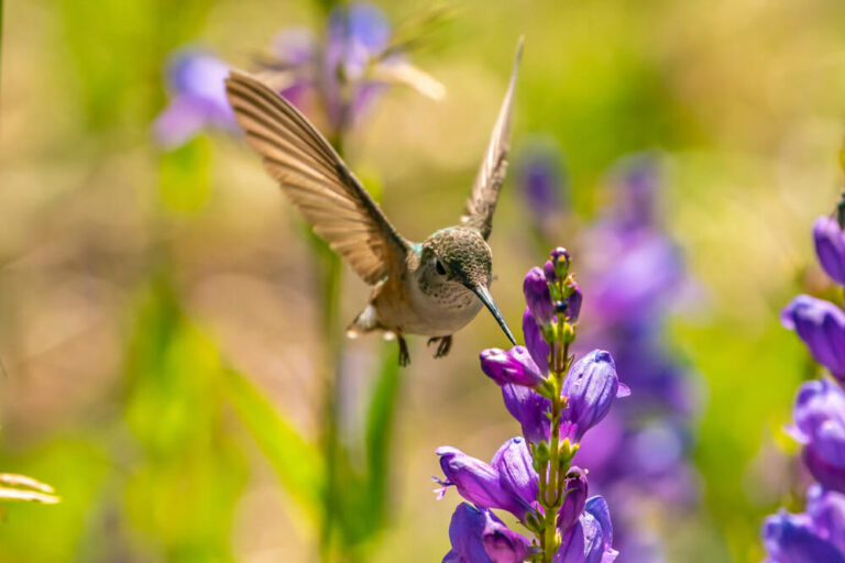 22 Plants That Attract Hummingbirds (With Photos)